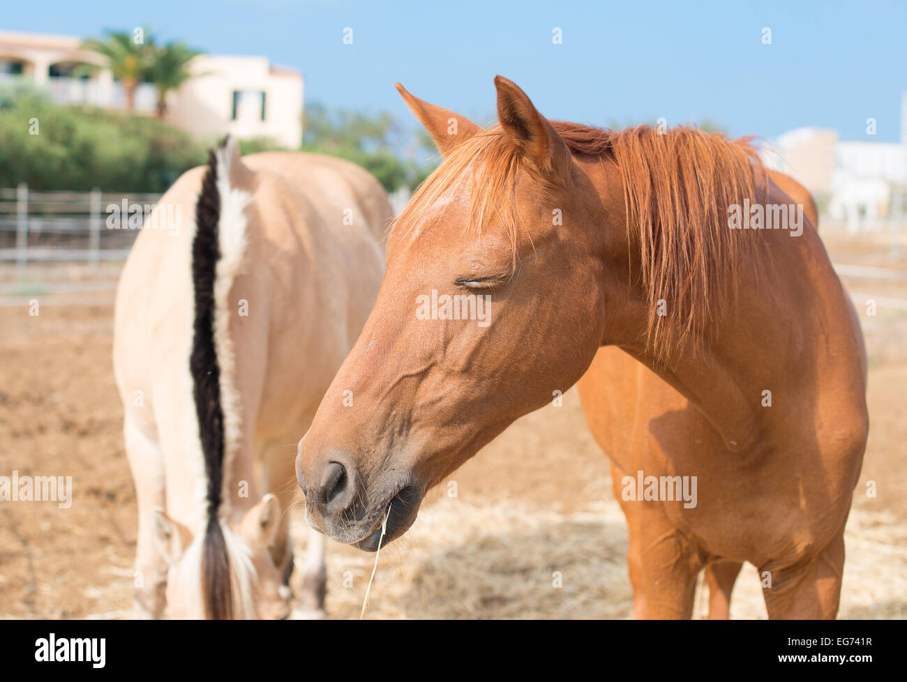 Portrait of horses in the paddock Stock Photo - Alamy