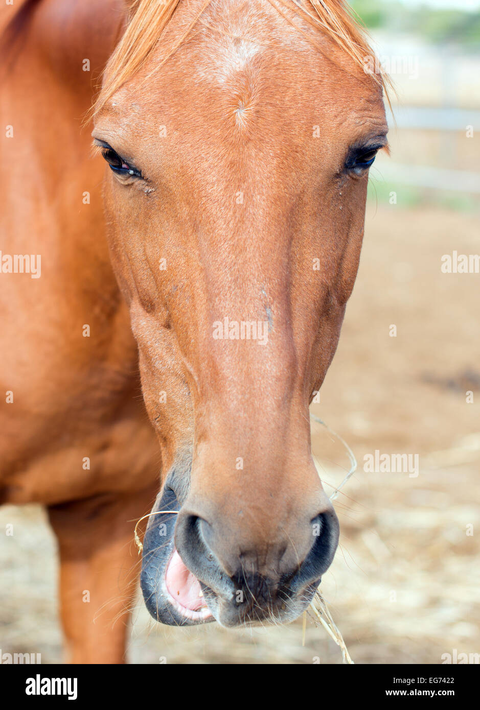 Portrait of horse in the paddock Stock Photo - Alamy