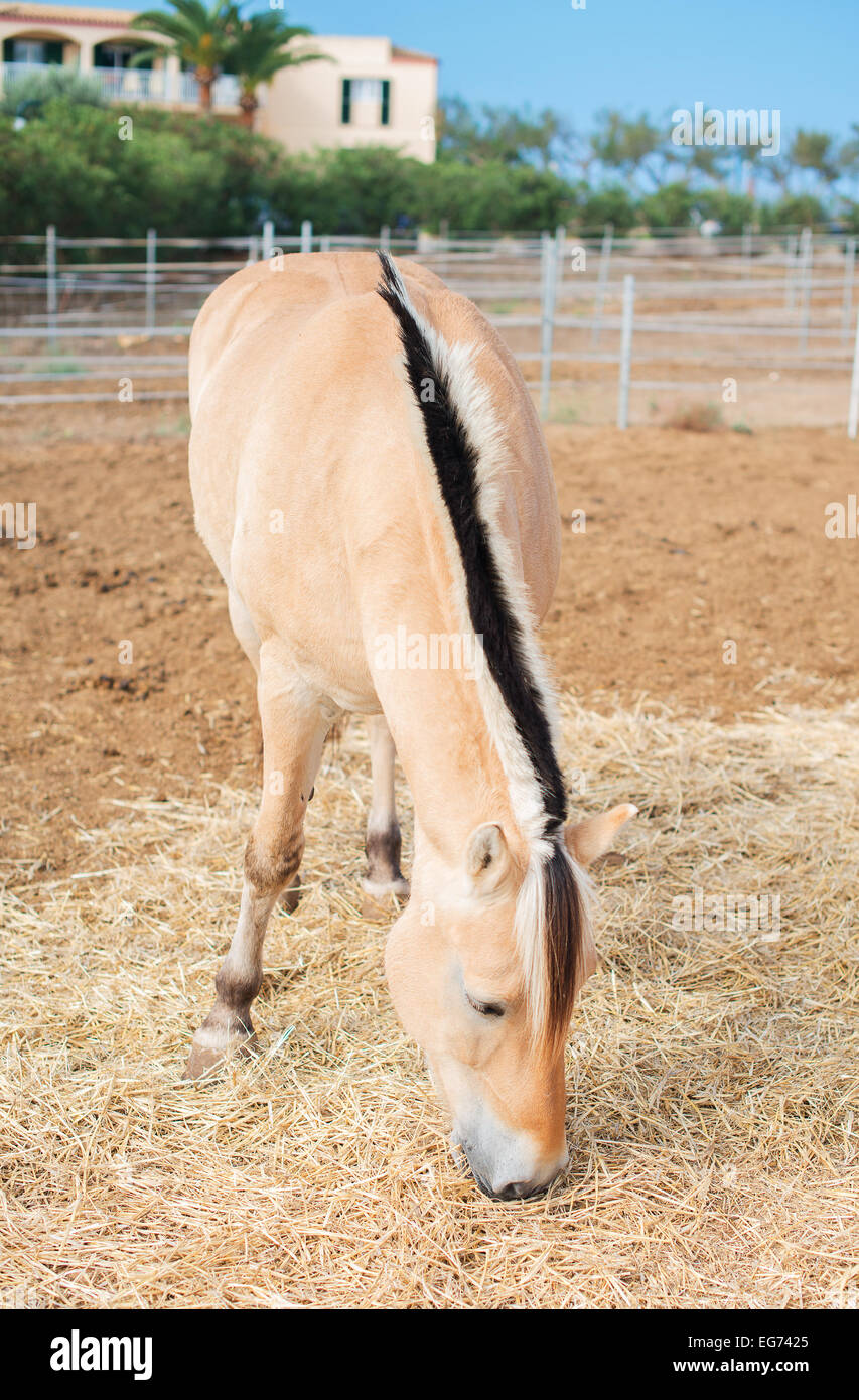 Portrait of horse in the paddock Stock Photo - Alamy