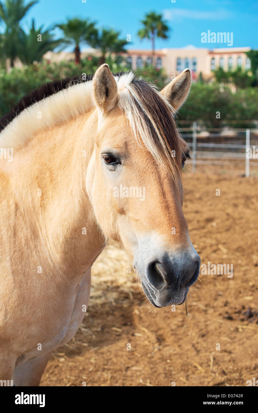 Portrait of horse in the paddock Stock Photo - Alamy