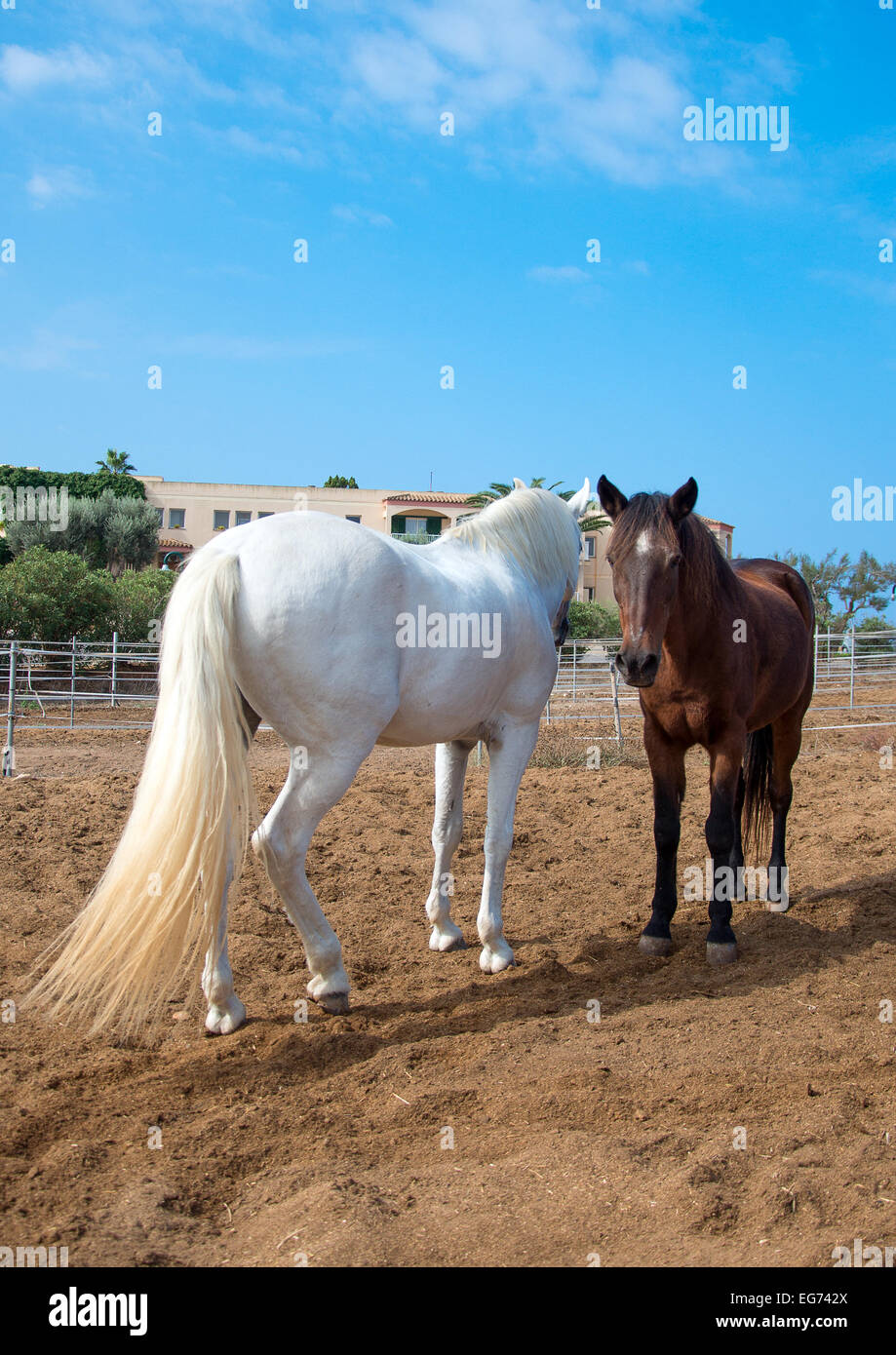 Portrait of horses in the paddock Stock Photo - Alamy