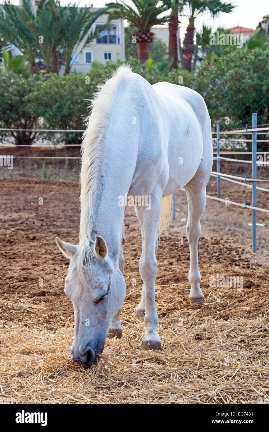 Portrait of horse in the paddock Stock Photo - Alamy