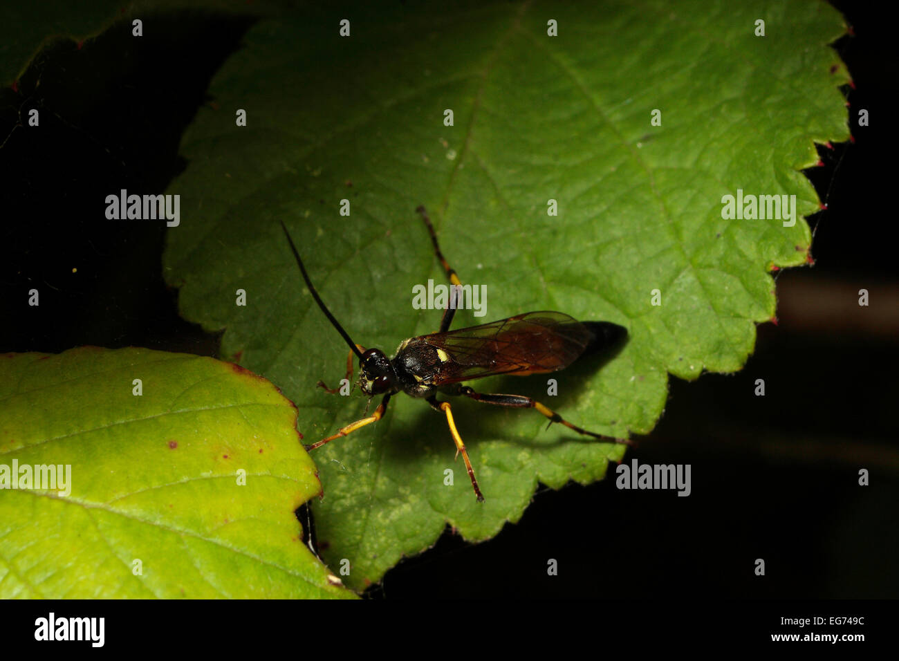 Boring insects hi-res stock photography and images - Alamy