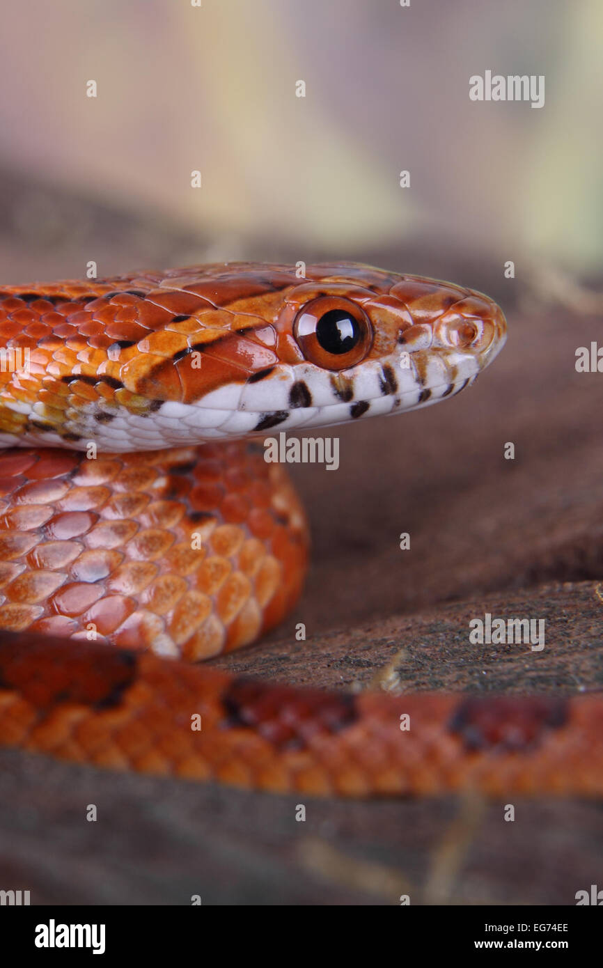 Eye of snake hi-res stock photography and images - Alamy