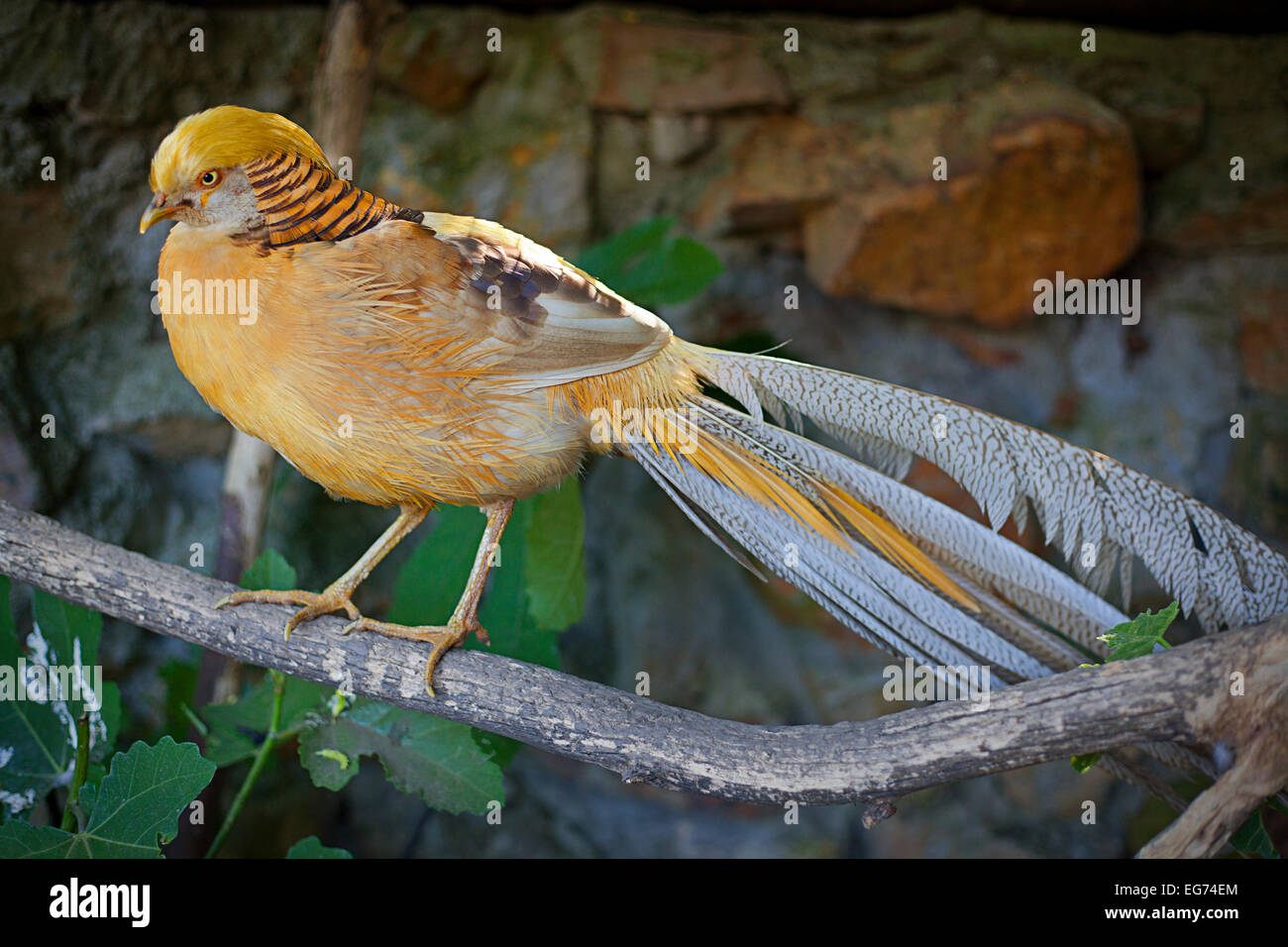 Yellow Golden Pheasant Stock Photo - Alamy