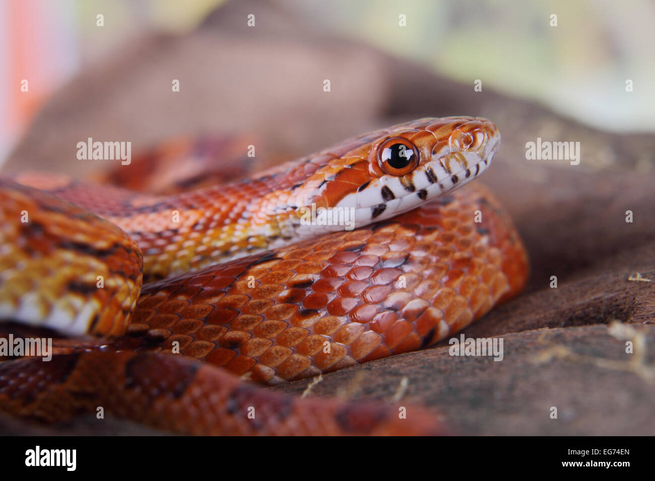Eye of snake hi-res stock photography and images - Alamy