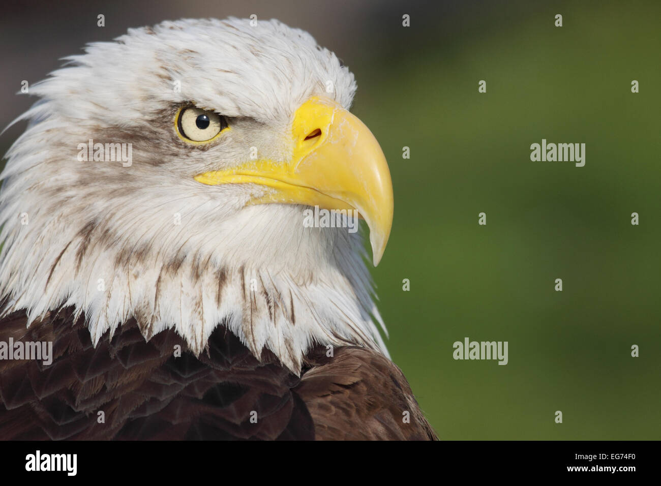 picture of a beautiful and wild bald eagle Stock Photo - Alamy