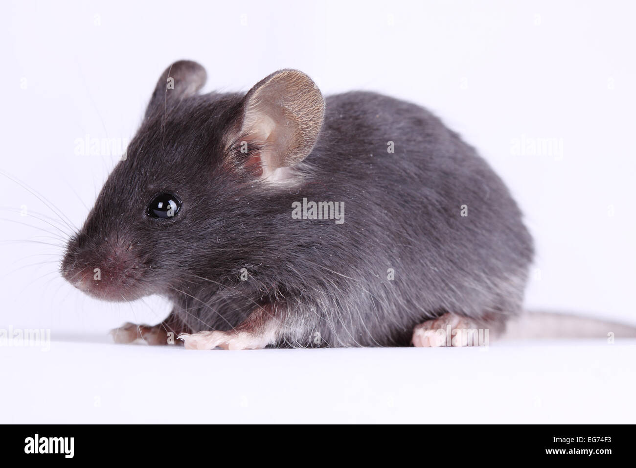 A little mouse on a white background Stock Photo - Alamy