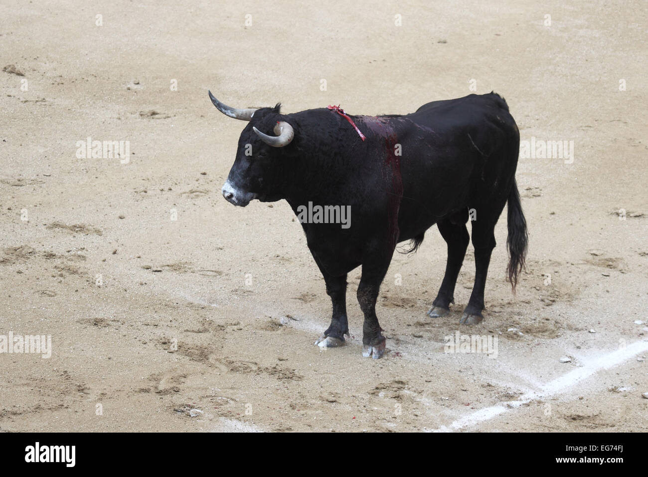a spanish bull in the arena Stock Photo - Alamy