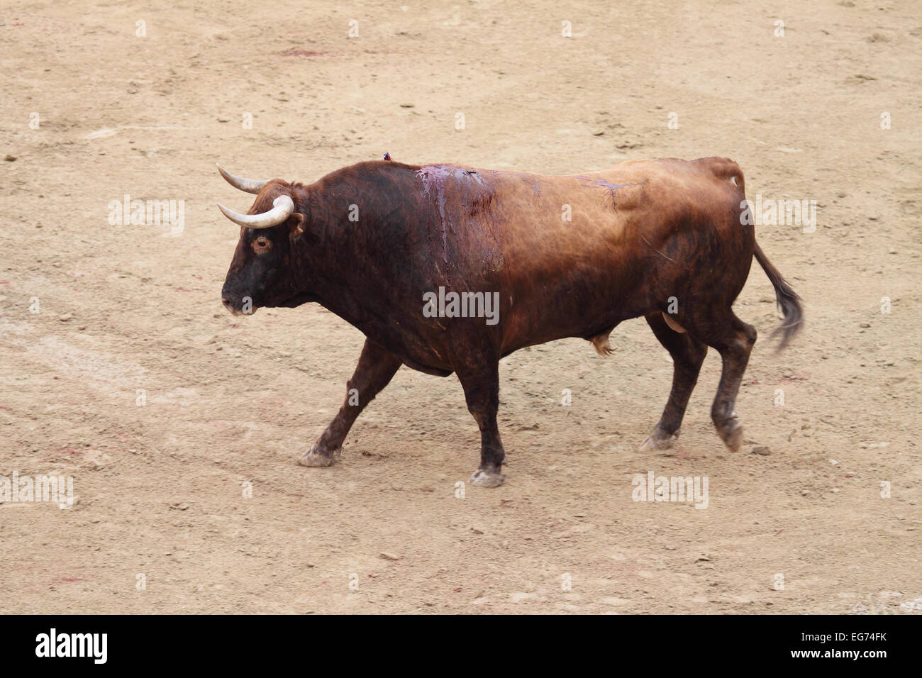 a spanish bull in the arena Stock Photo - Alamy