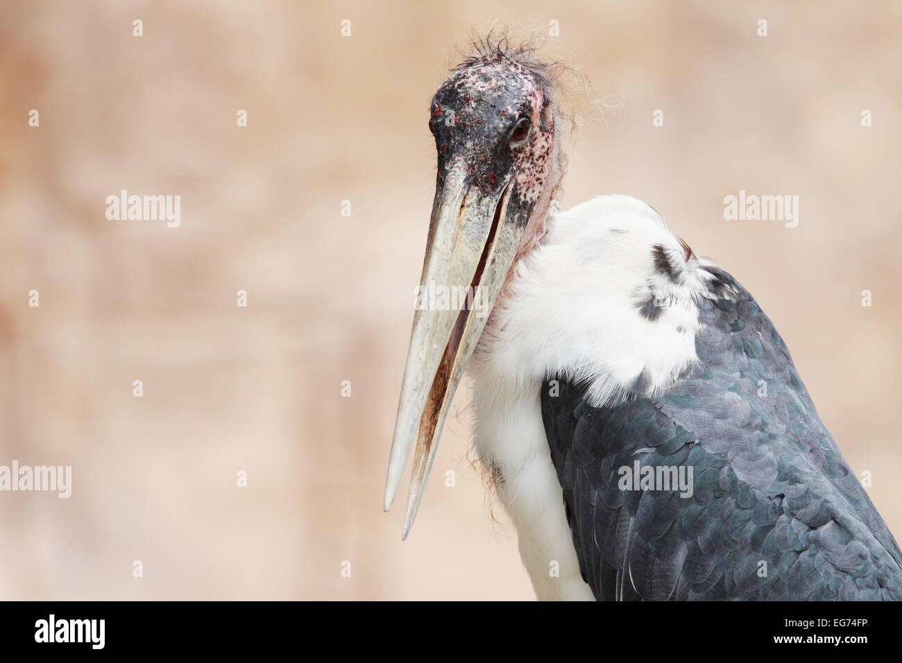 Ugly bird hi-res stock photography and images - Alamy