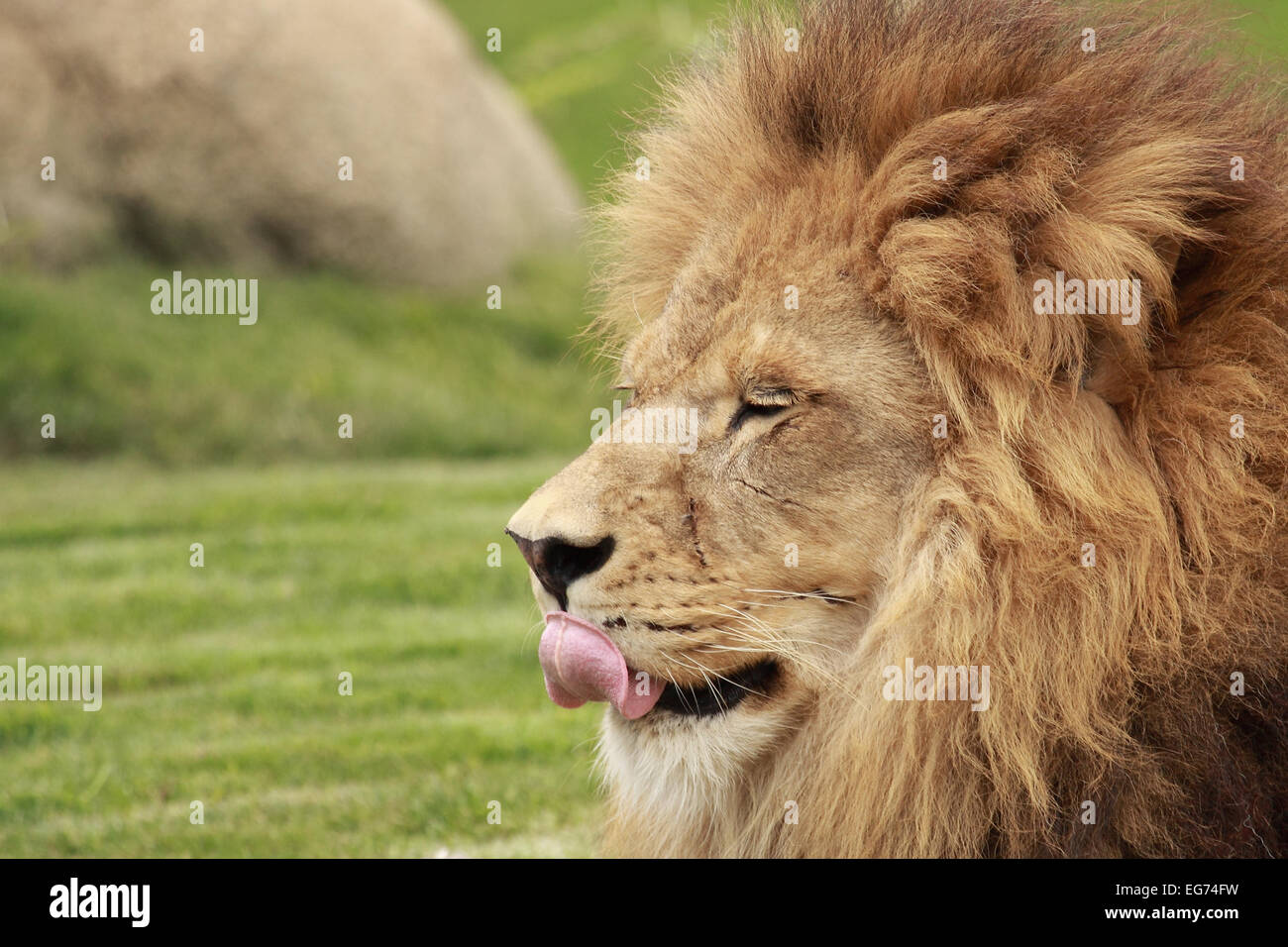 portrait of a beautiful male lion Stock Photo - Alamy