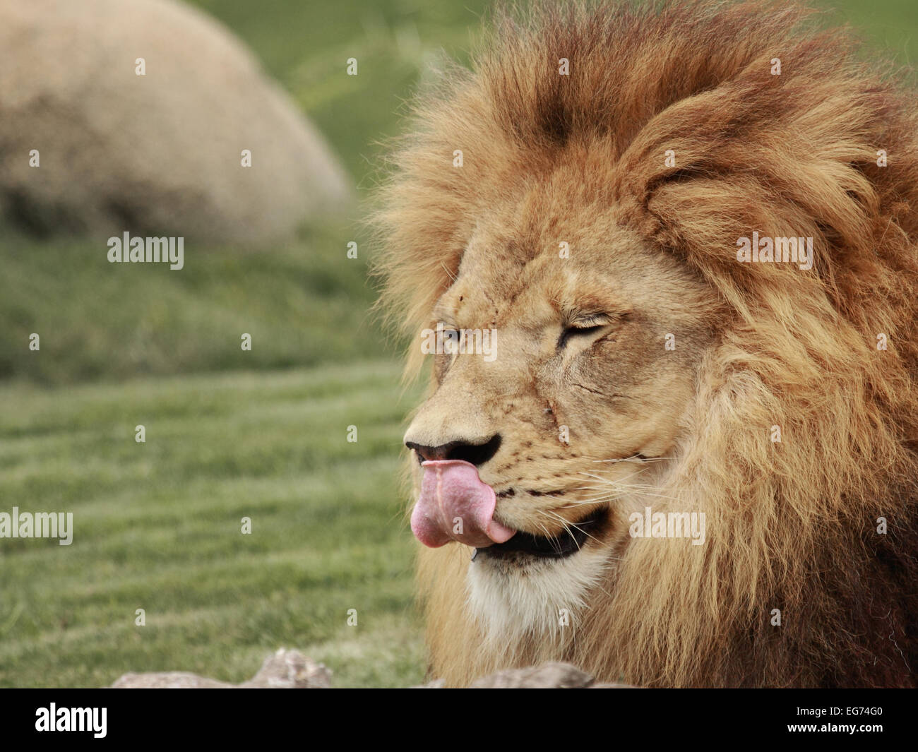 portrait of a beautiful male lion Stock Photo - Alamy