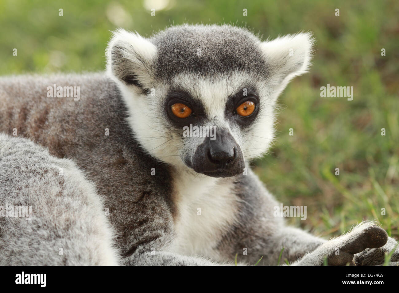 portrait of a beautiful lemur Stock Photo - Alamy