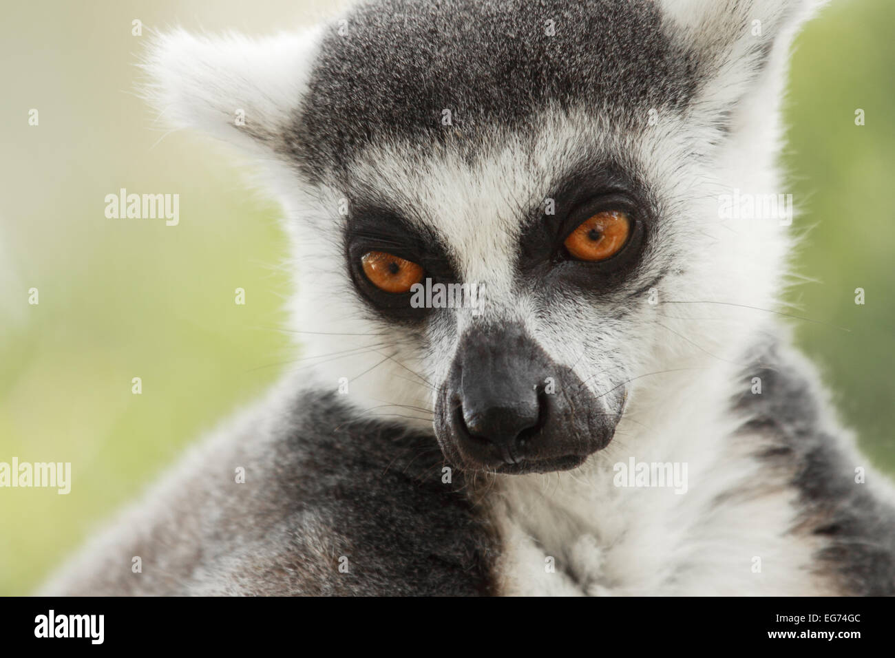 portrait of a beautiful lemur Stock Photo - Alamy