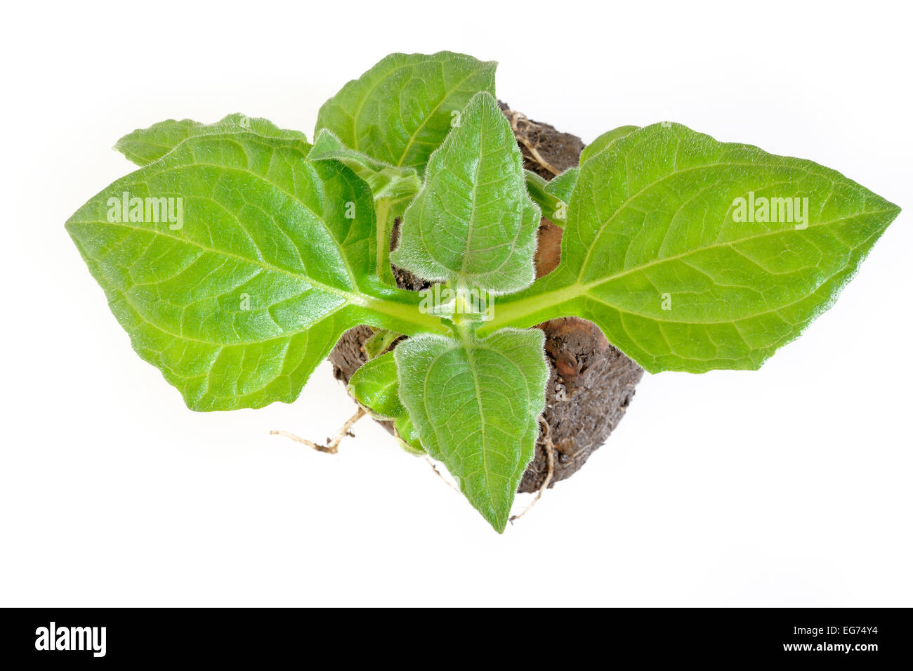 yacon seedling on white background Stock Photo - Alamy