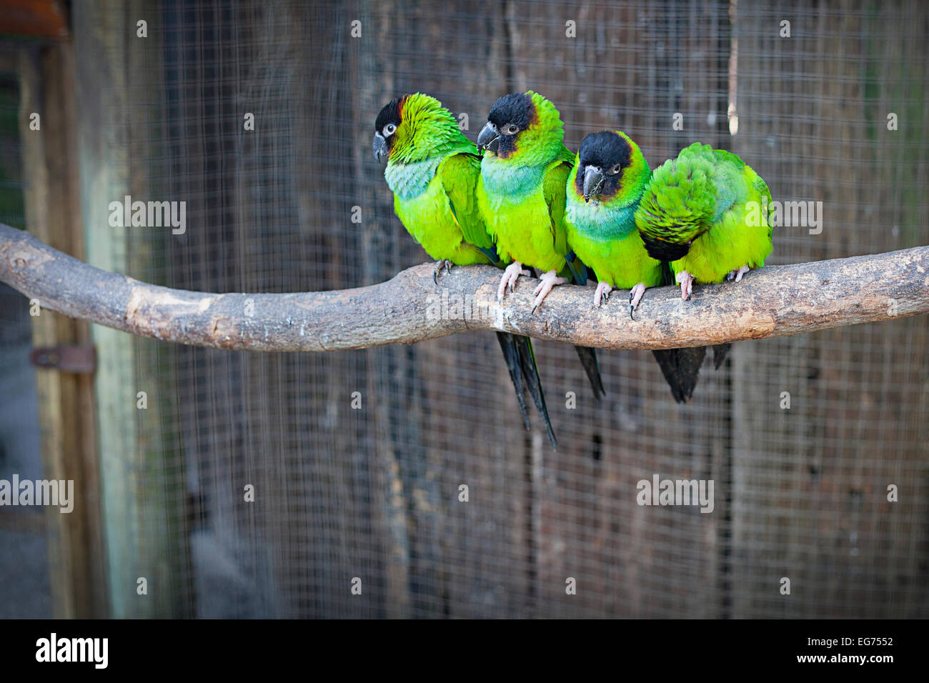 Baby Nanday Conure