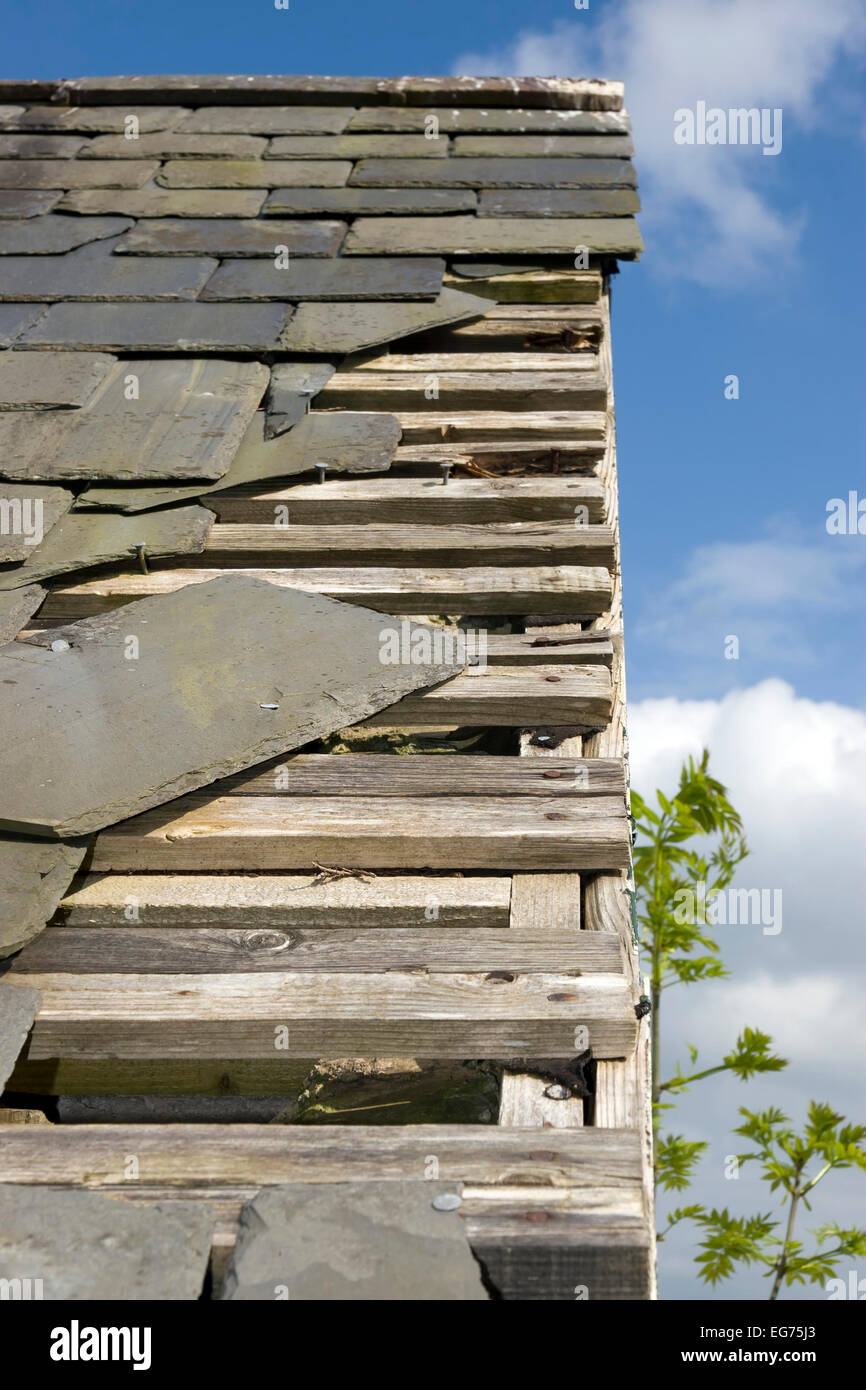 broken and fallen slate leaves holes in a roof due to storm or decay ...