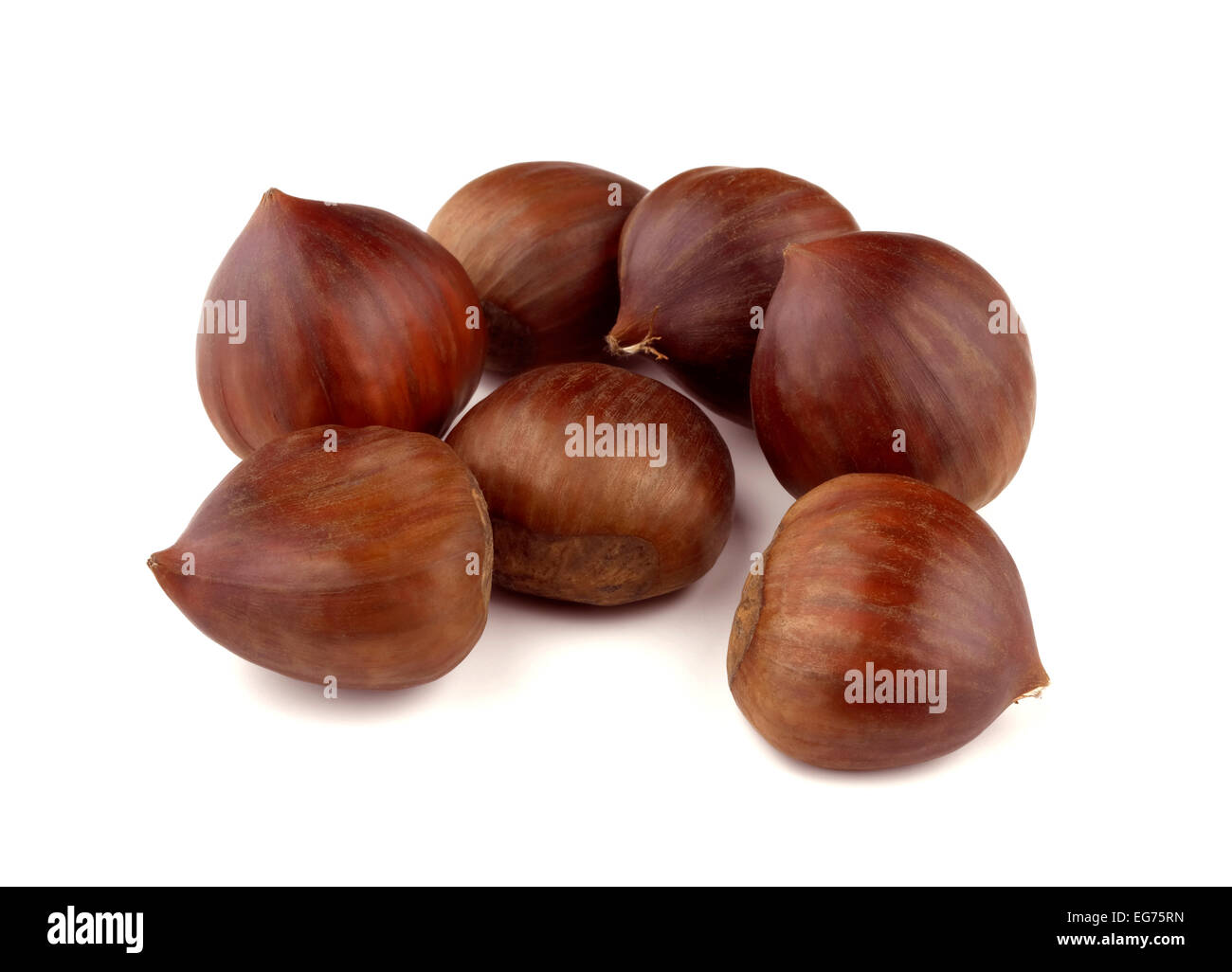 Woodland chestnuts hi-res stock photography and images - Alamy