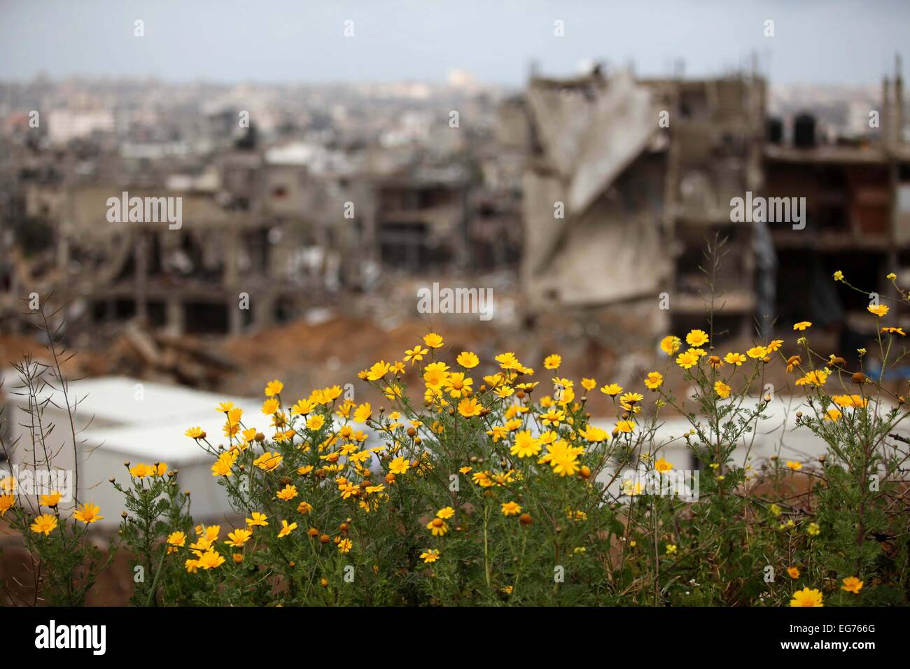 Gaza City, Gaza Strip, Palestinian Territory. 18th Feb, 2015. Wild ...