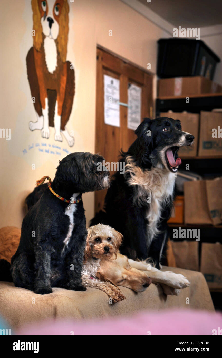 Dogs for adoption at the Many Tears Animal Rescue centre near Llanelli ...