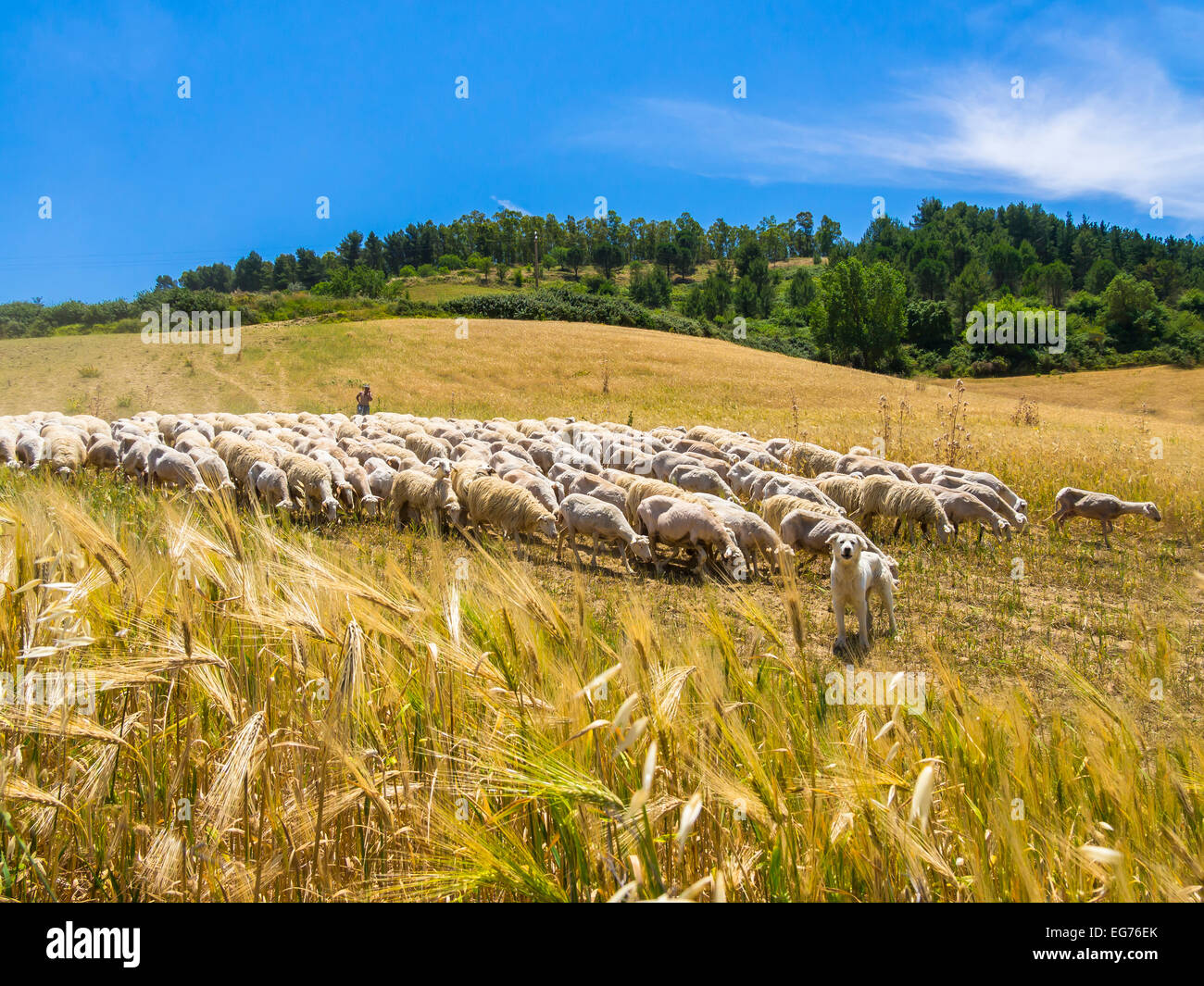 Sheep dog herding sheep hi-res stock photography and images - Alamy