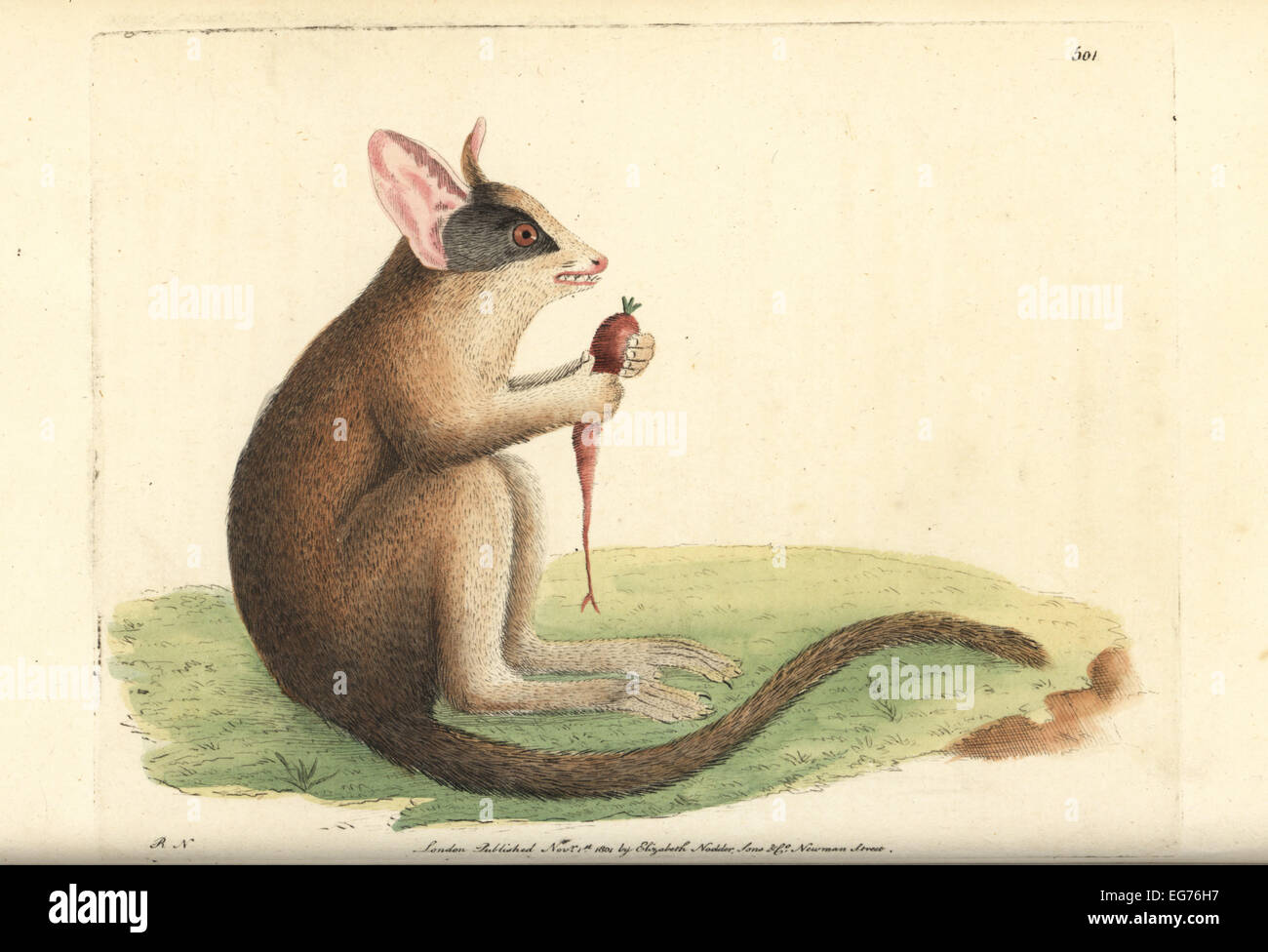 Senegal bushbaby, Galago senegalensis (Calago lemur, Lemur calago Stock ...