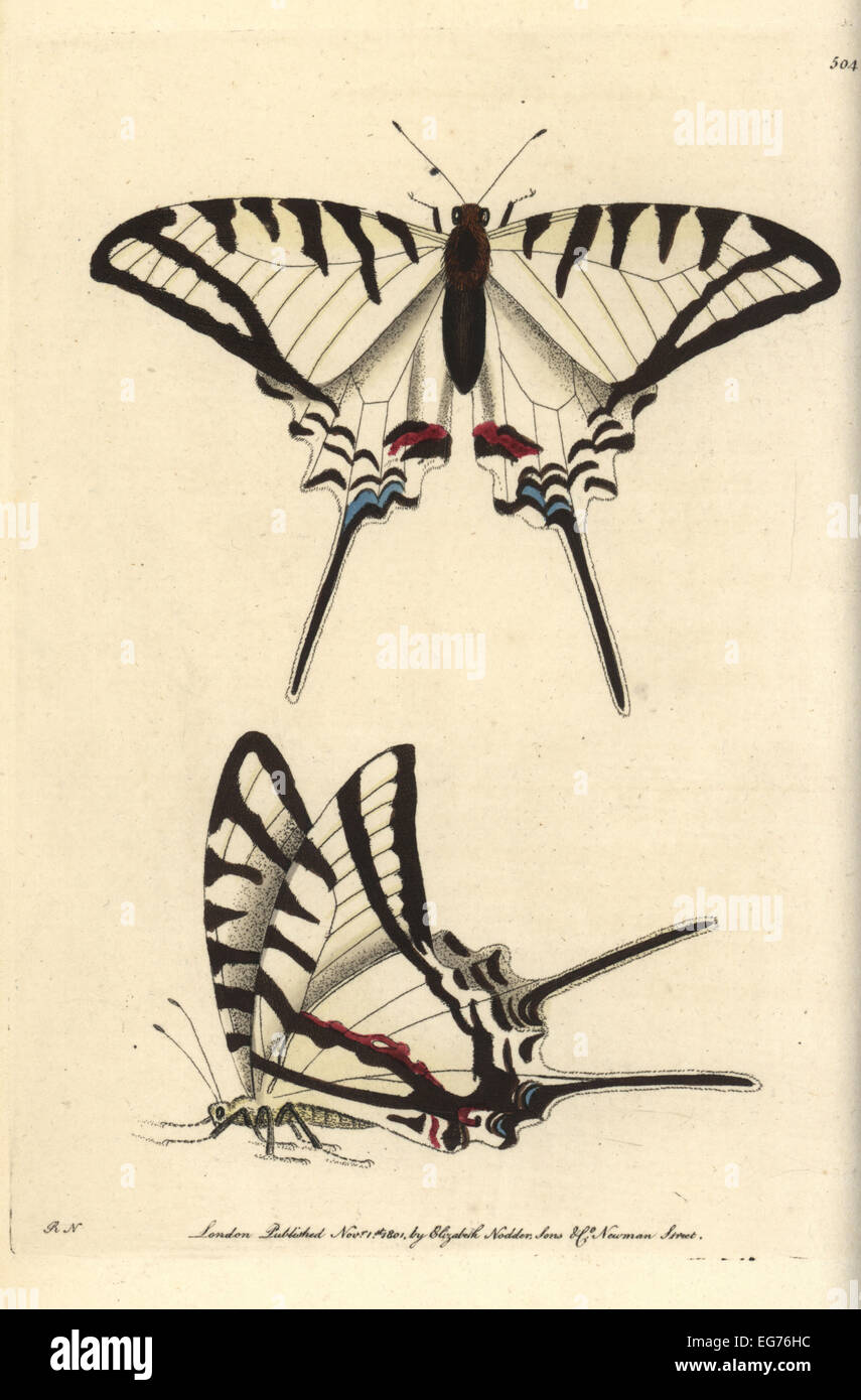 Protesilaus Butterfly High Resolution Stock Photography and Images - Alamy