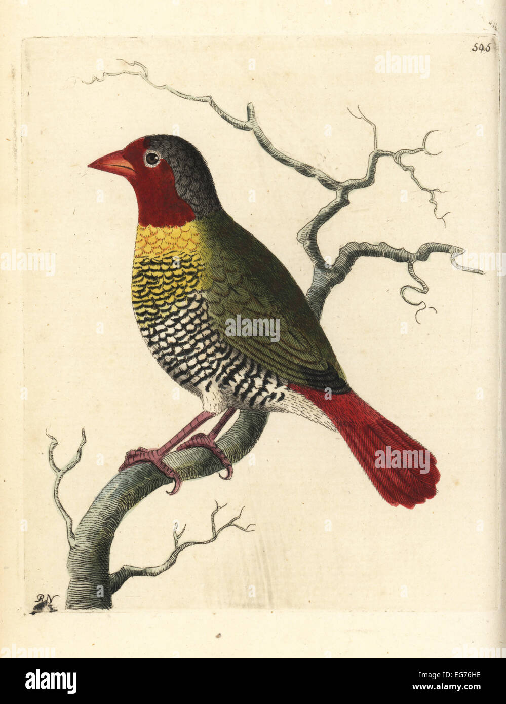 Green-winged pytilia, Pytilia melba (Variegated finch, Fringilla ...