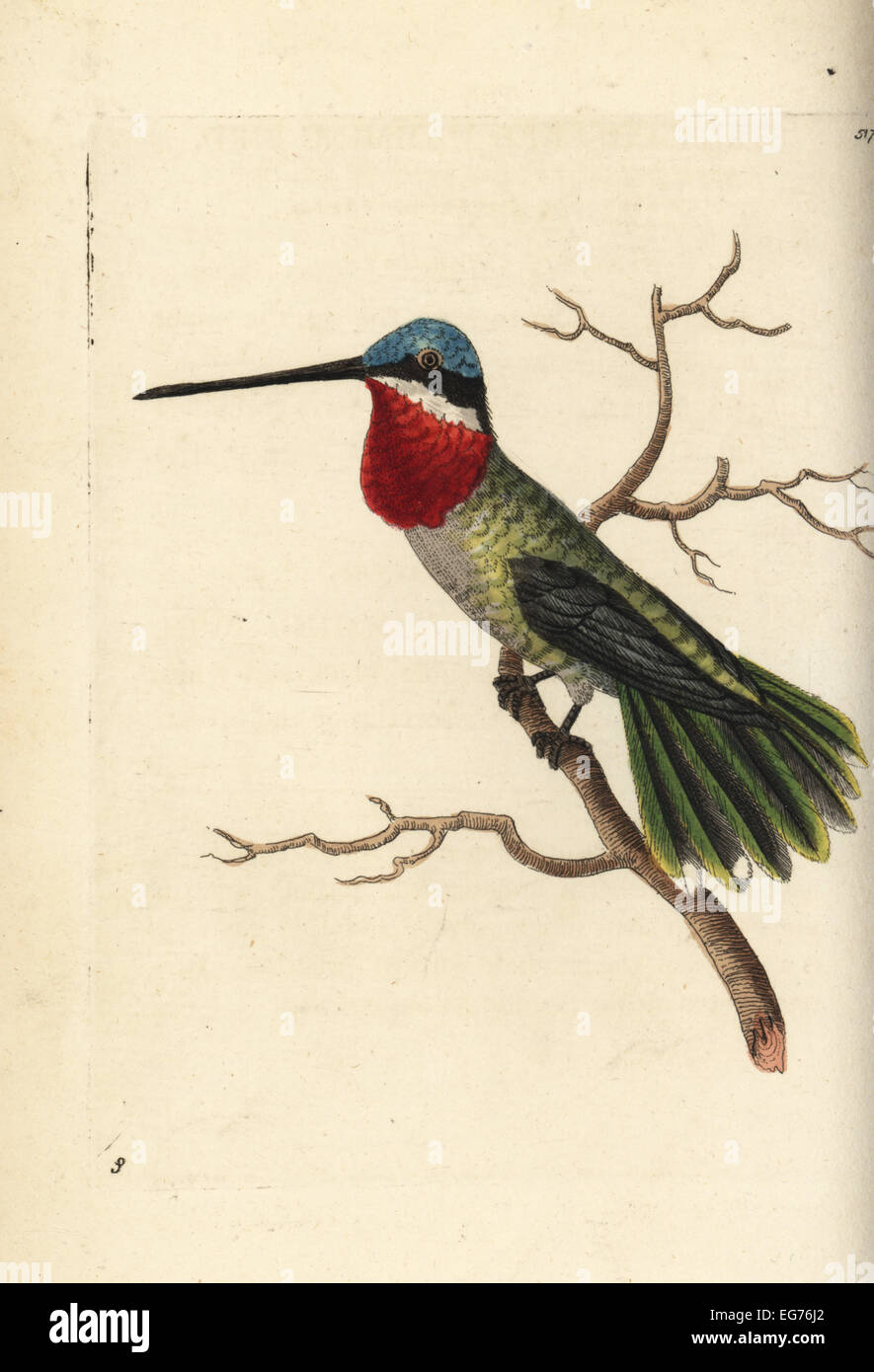 Long billed hummingbird hi-res stock photography and images - Alamy