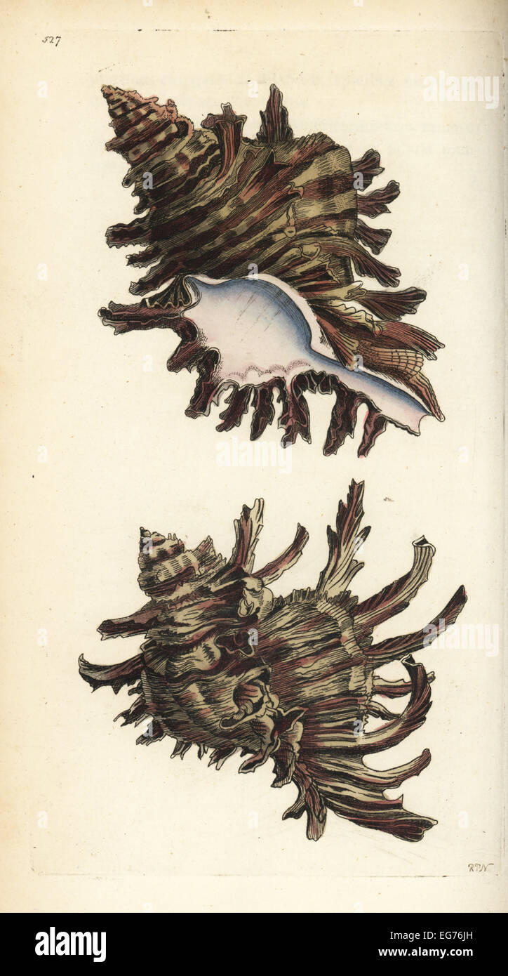 Branched murex, Chicoreus ramosus (Murex ramosus Stock Photo - Alamy