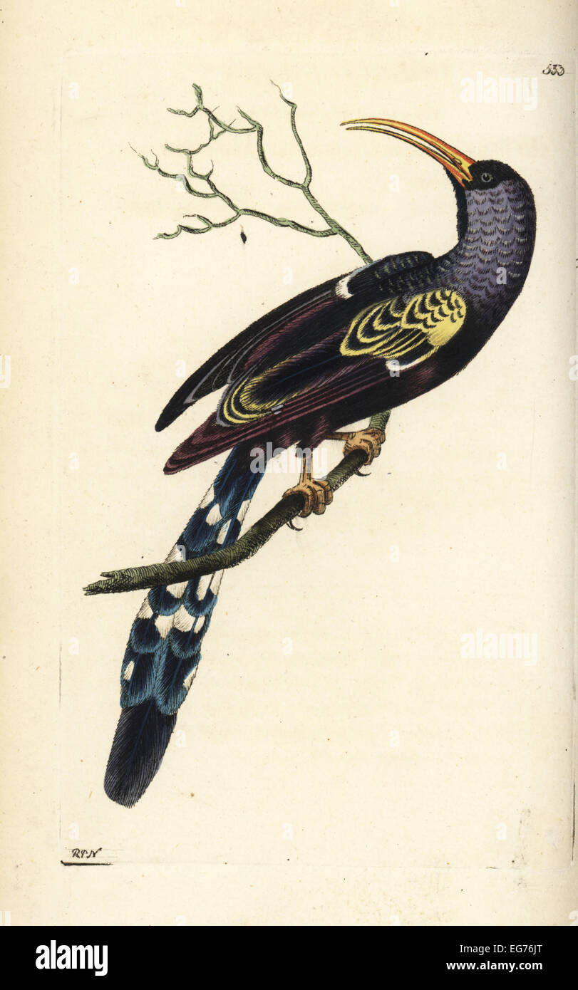 Green wood hoopoe, Phoeniculus purpureus (Red-billed hoopoe, Upupa ...