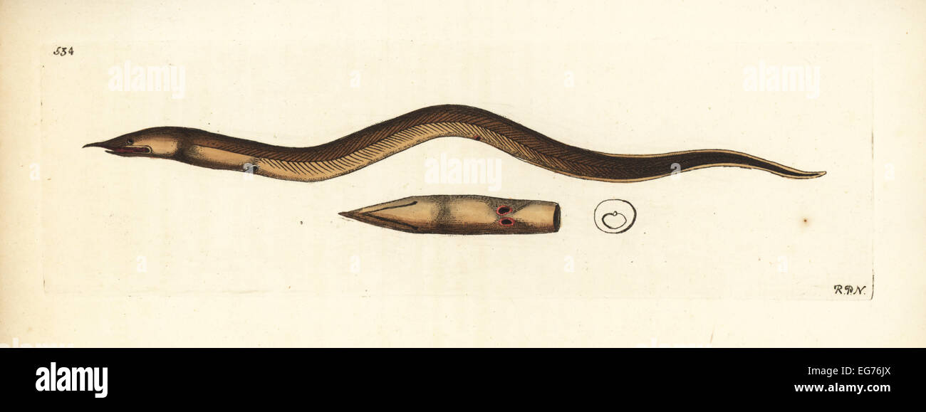 Finny snake eel, Caecula pterygera (Rostrated sphagebranchus ...