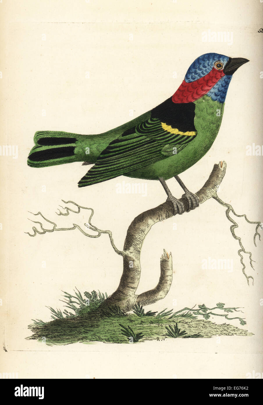 Red necked tanager tangara cyanocephala hi-res stock photography and ...