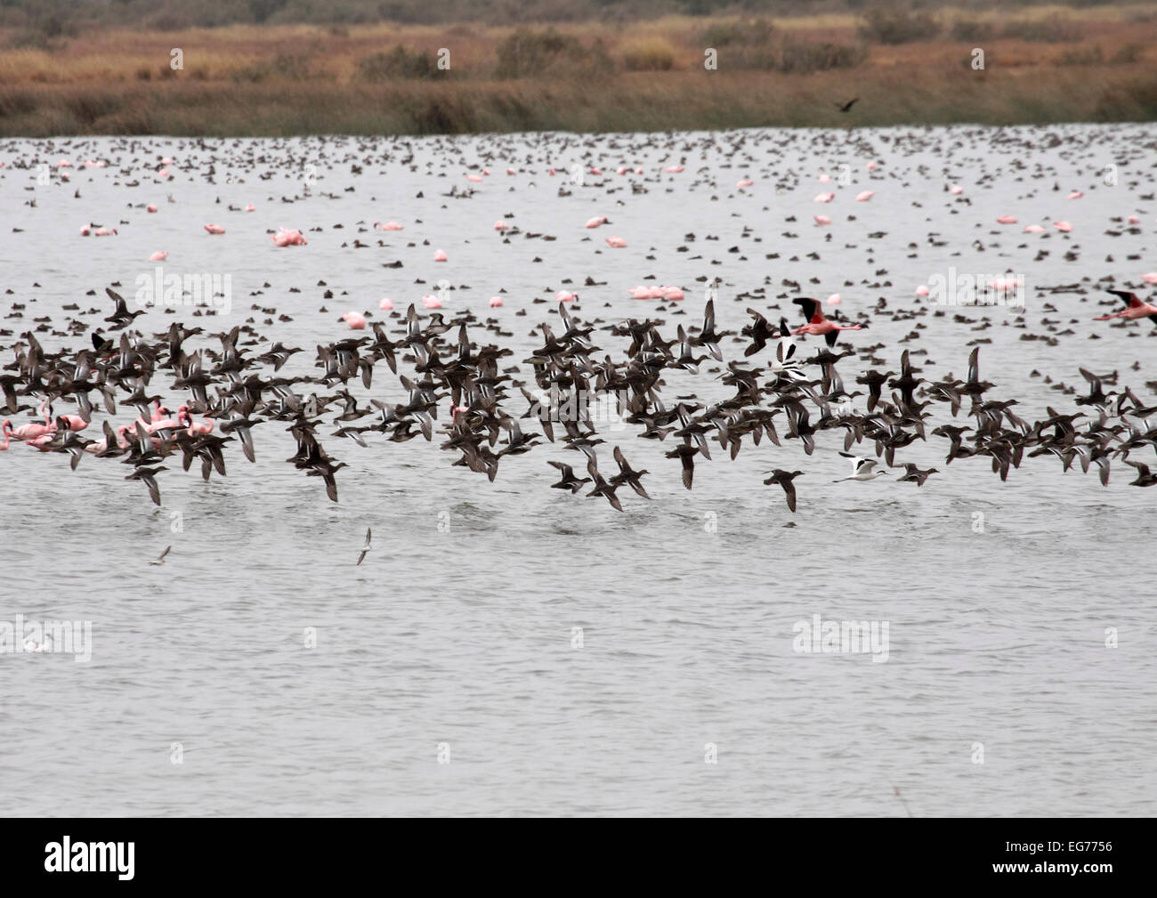 Teal in flight hi-res stock photography and images - Alamy