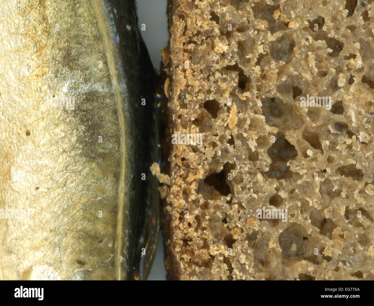 brown bread and fish Stock Photo - Alamy