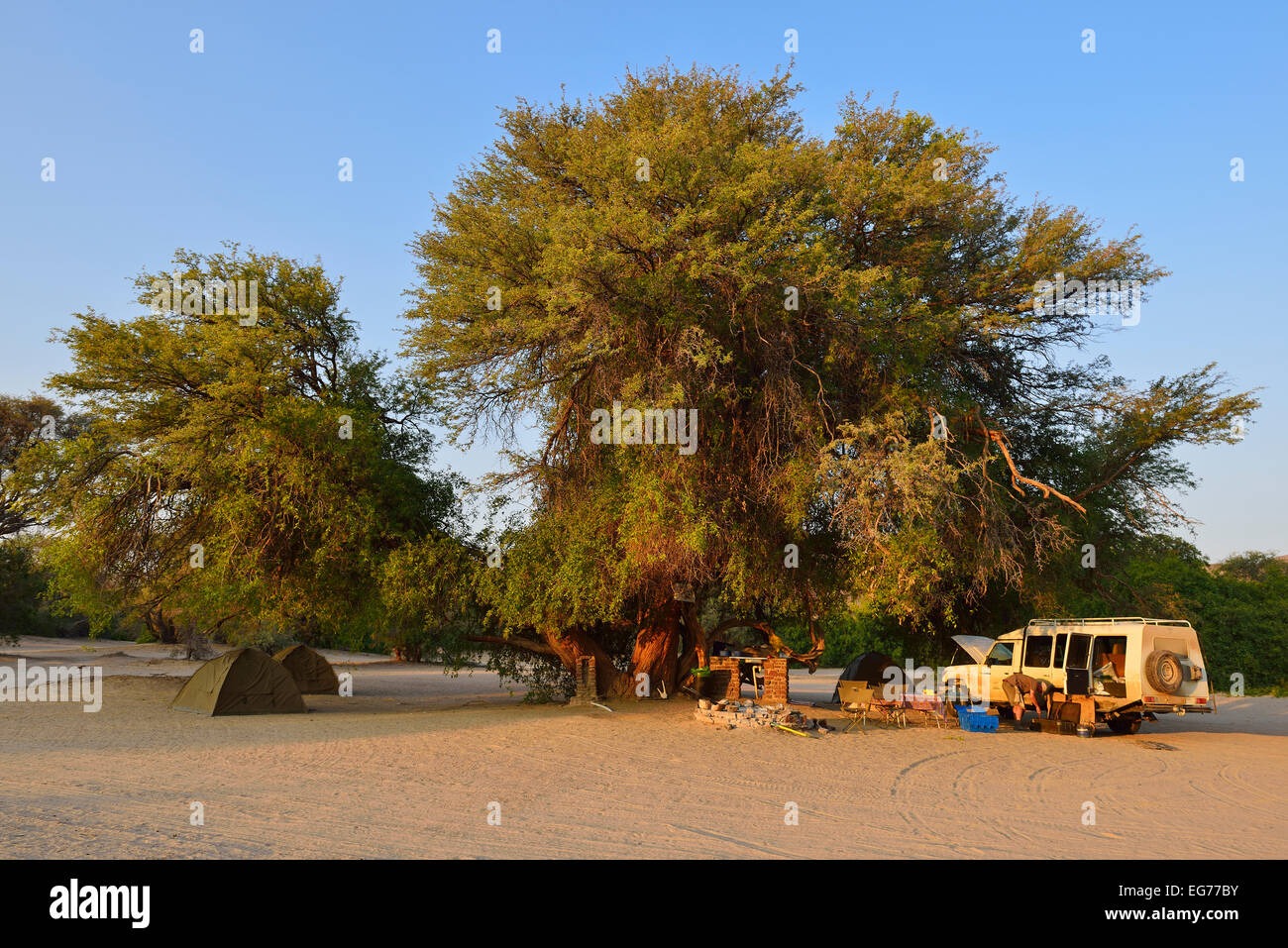 Namibia, Kaokoland, Purros, camping below an ana tree Stock Photo - Alamy