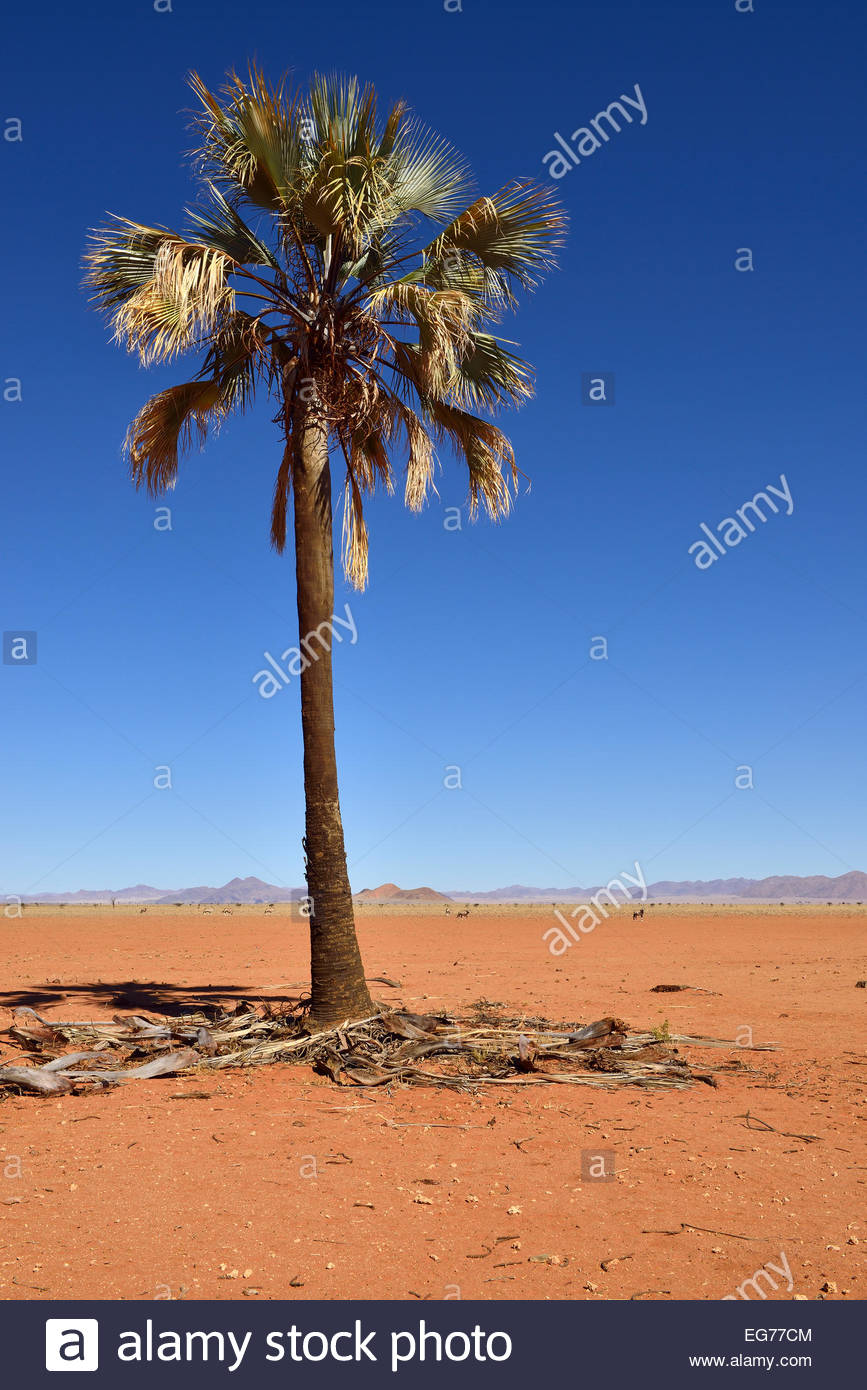 Palmyra Palm Stock Photos & Palmyra Palm Stock Images - Alamy