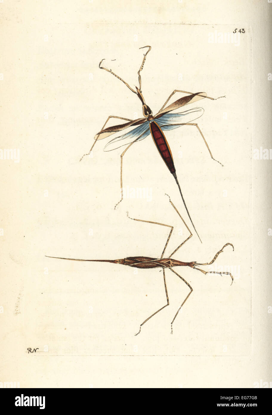 Water stick insect, Ranatra linearis (Linear nepa, Nepa linearis Stock ...