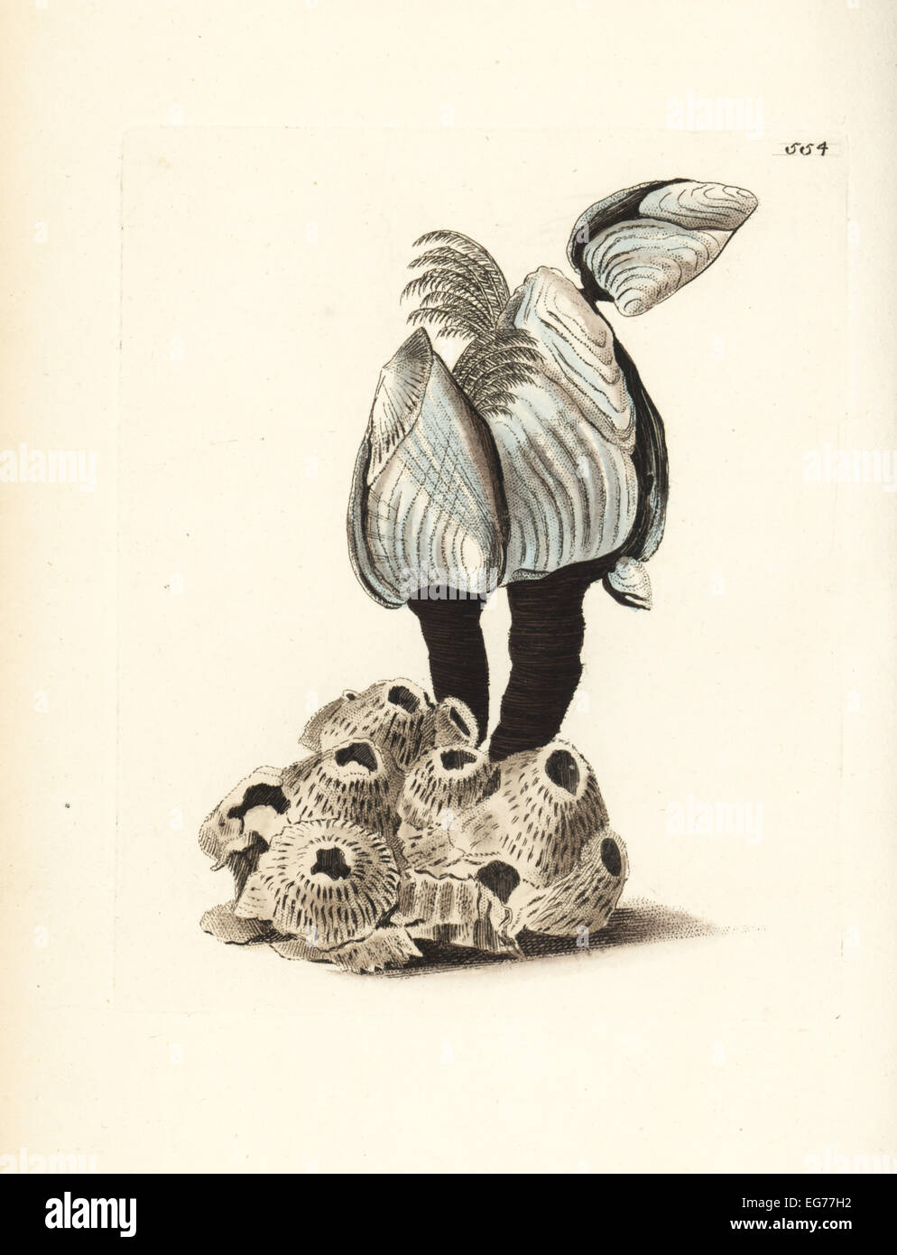 Lepas anatifa anserifera hi-res stock photography and images - Alamy