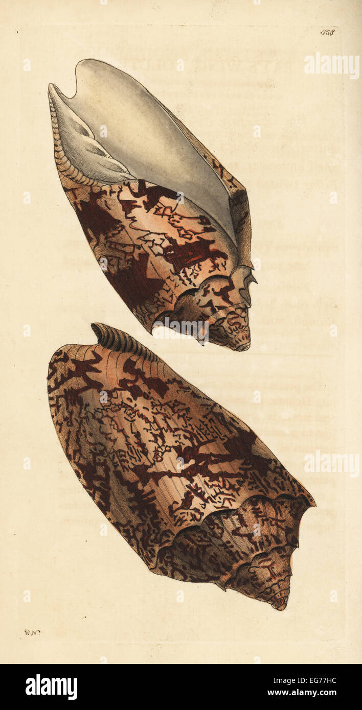 Bat volute shell, Cymbiola vespertilio (Bats wing volute, Voluta ...