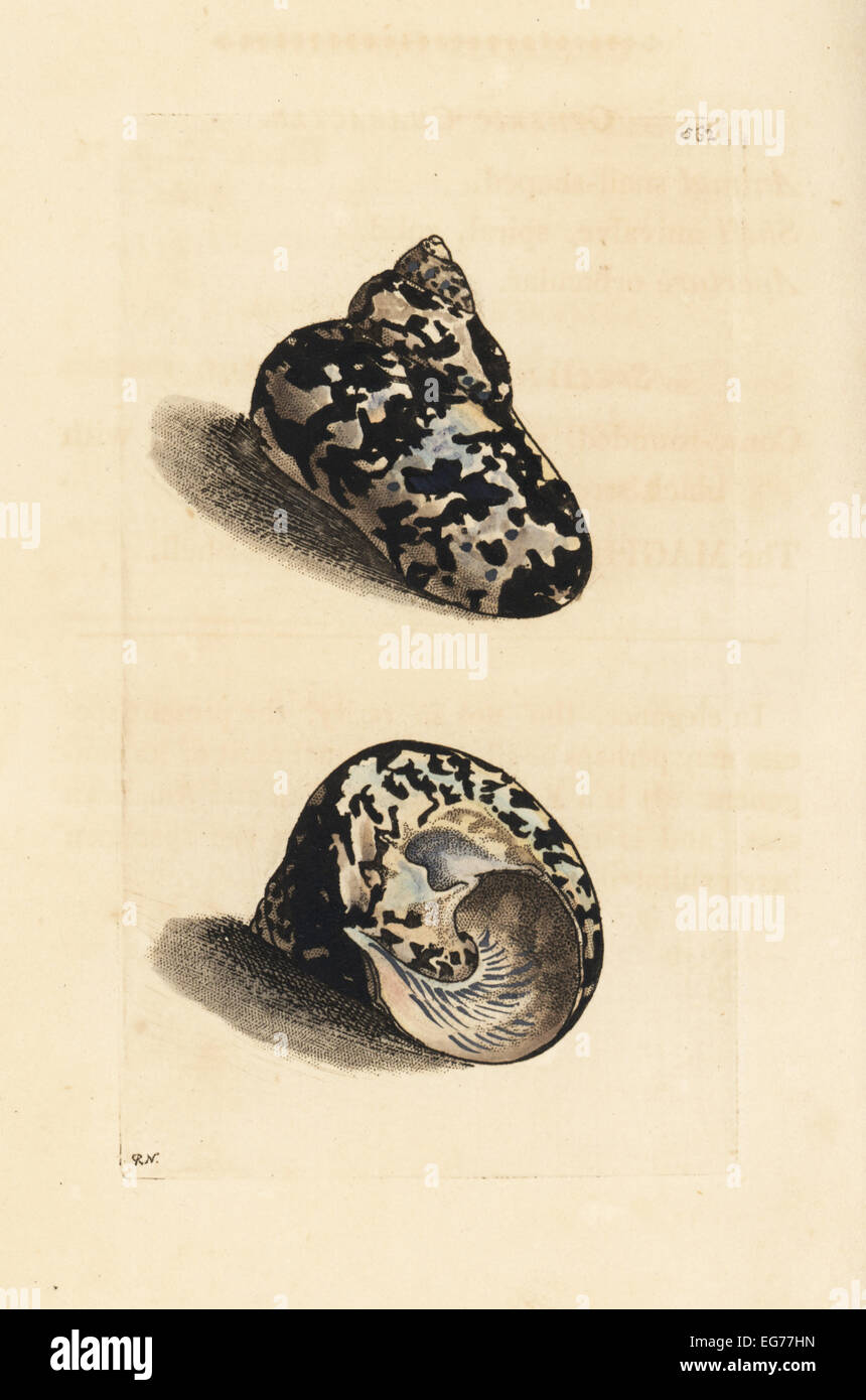 Magpie turbo hi-res stock photography and images - Alamy