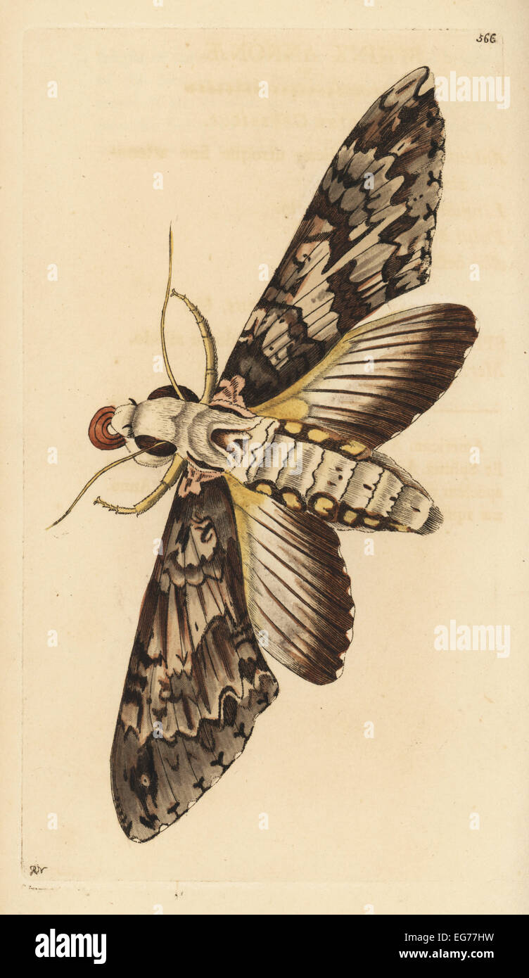 Giant sphinx moth, Cocytius antaeus (Annona sphinx, Sphinx annonae ...