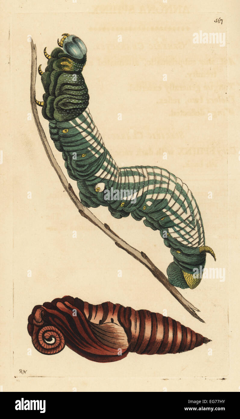 Giant sphinx moth, Cocytius antaeus, caterpillar and pupa (Annona ...