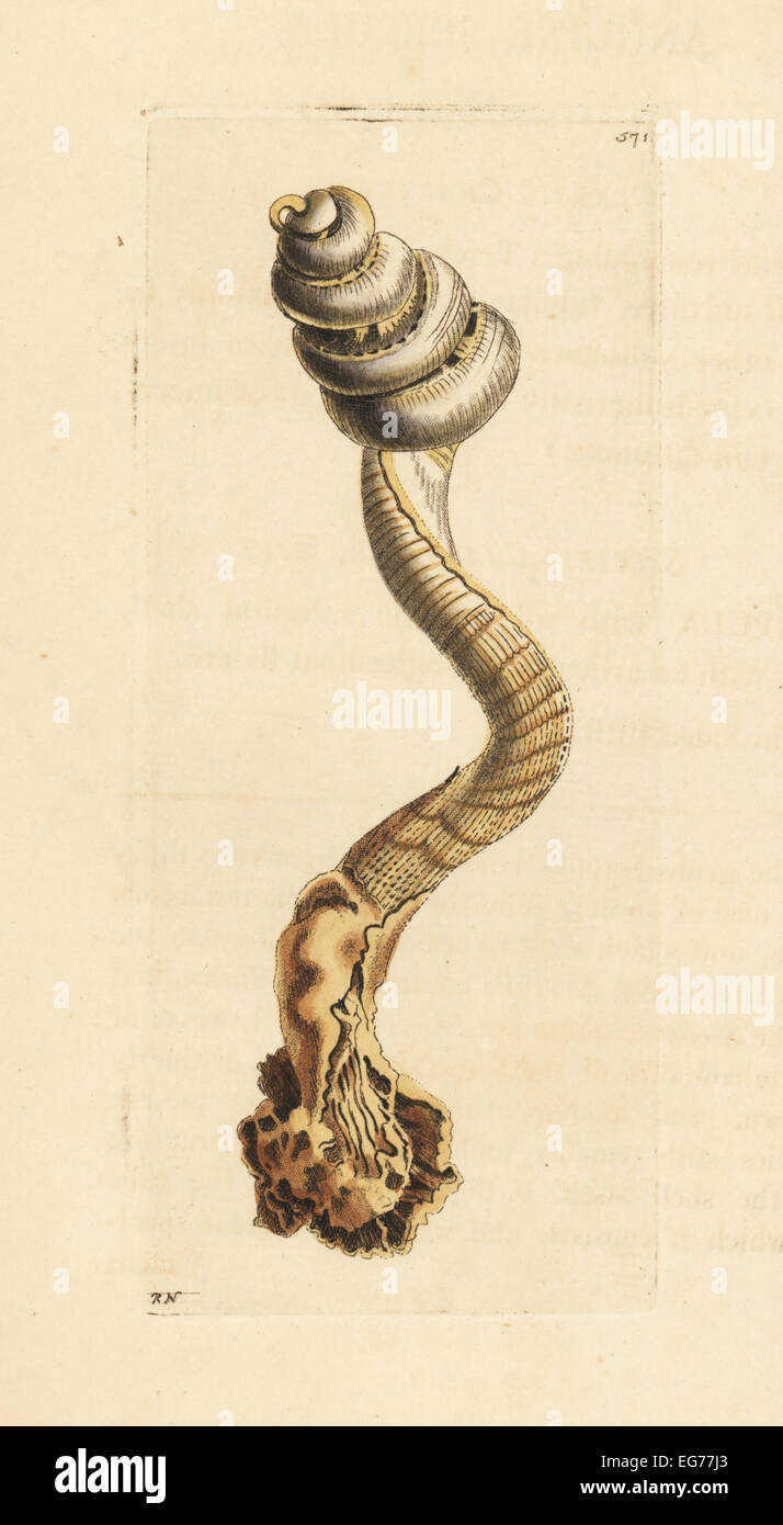 Slit worm shell, Tenagodus anguinus (Anguine serpula, Serpula anguina ...