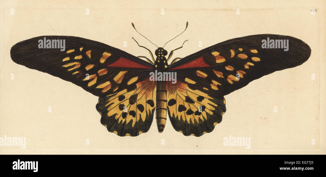 Giant African swallowtail or antimachus butterfly, Papilio antimachus ...