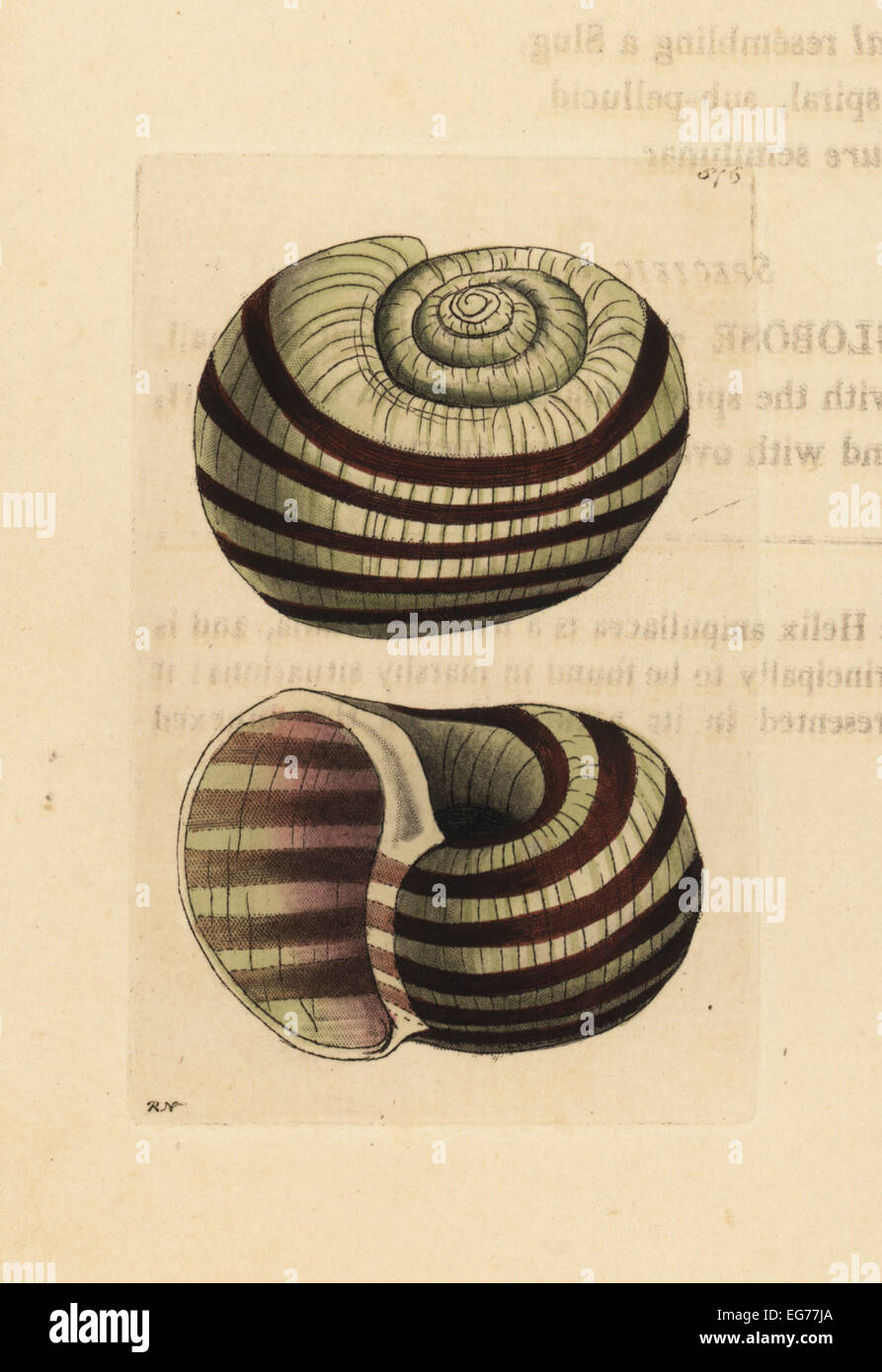 Dilated snail hi-res stock photography and images - Alamy