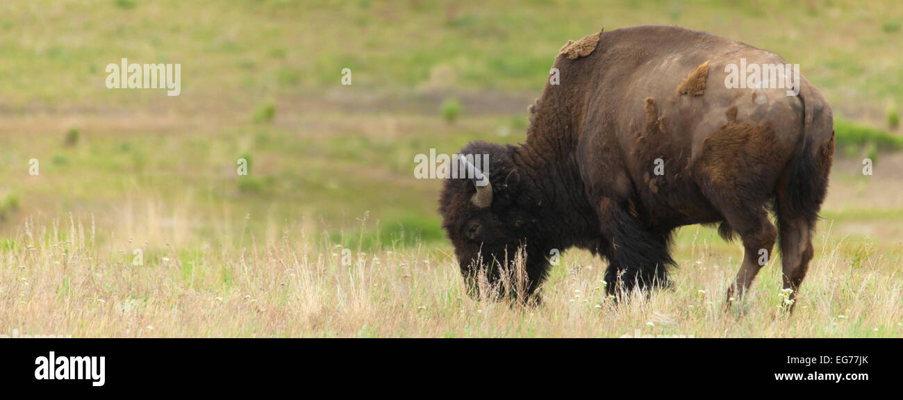 Old bull buffalo hi-res stock photography and images - Alamy