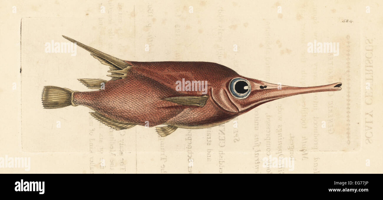 Snipefish, Macroramphosus scolopax (Scaly centriscus, Centriscus ...