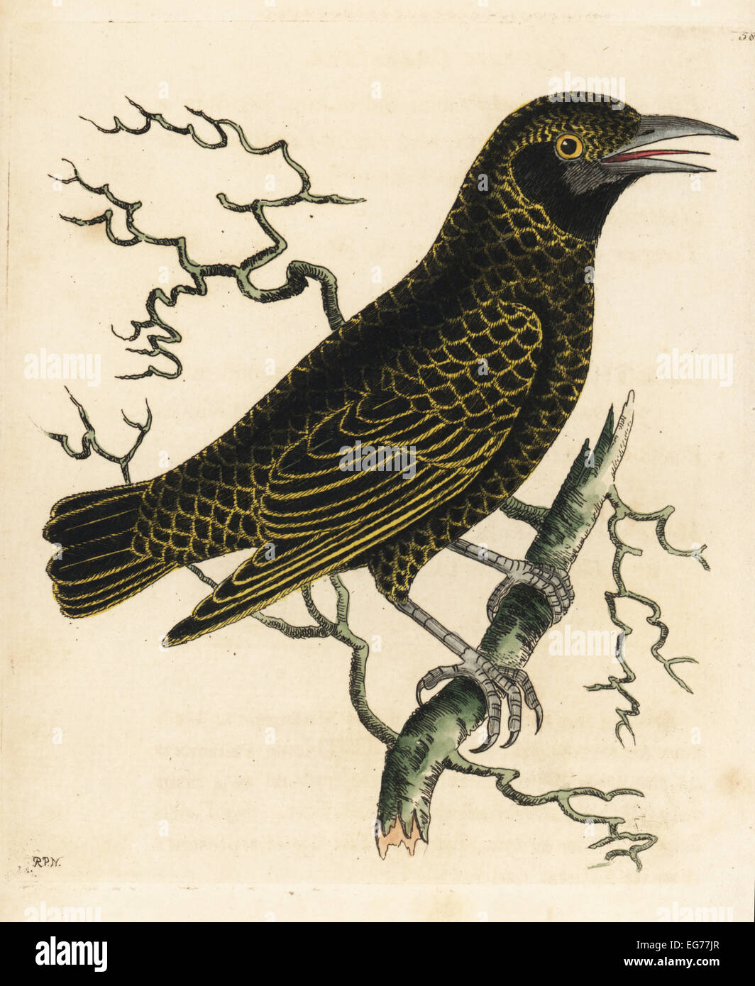 Philepitta hi-res stock photography and images - Alamy